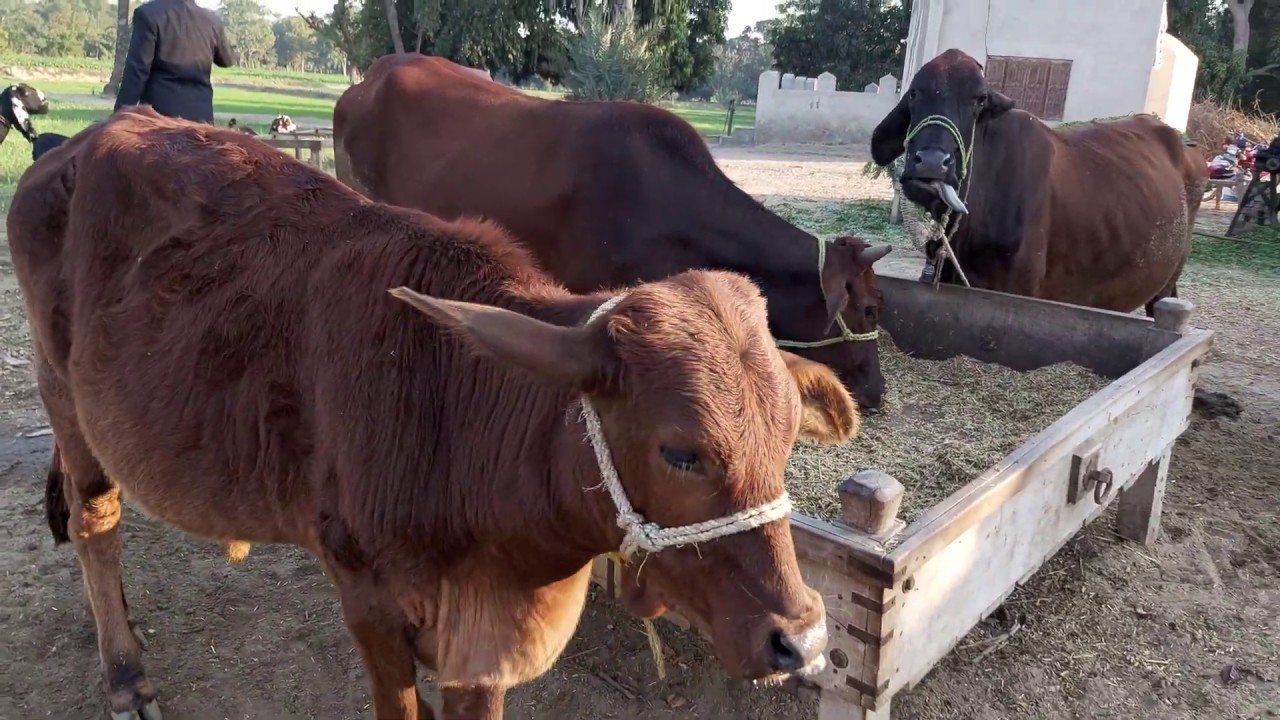 How To Milk A cow To Get maximum Milk. Manual Cattle Milking Technique ...