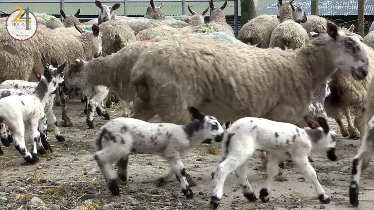 24 Hours in Farming 2017: Lambing time on Hamildean Farm - YouTube