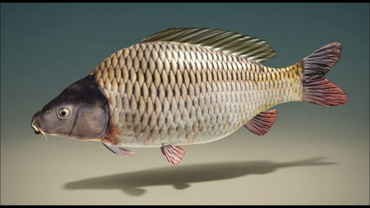 kapor obyčajný - YouTube