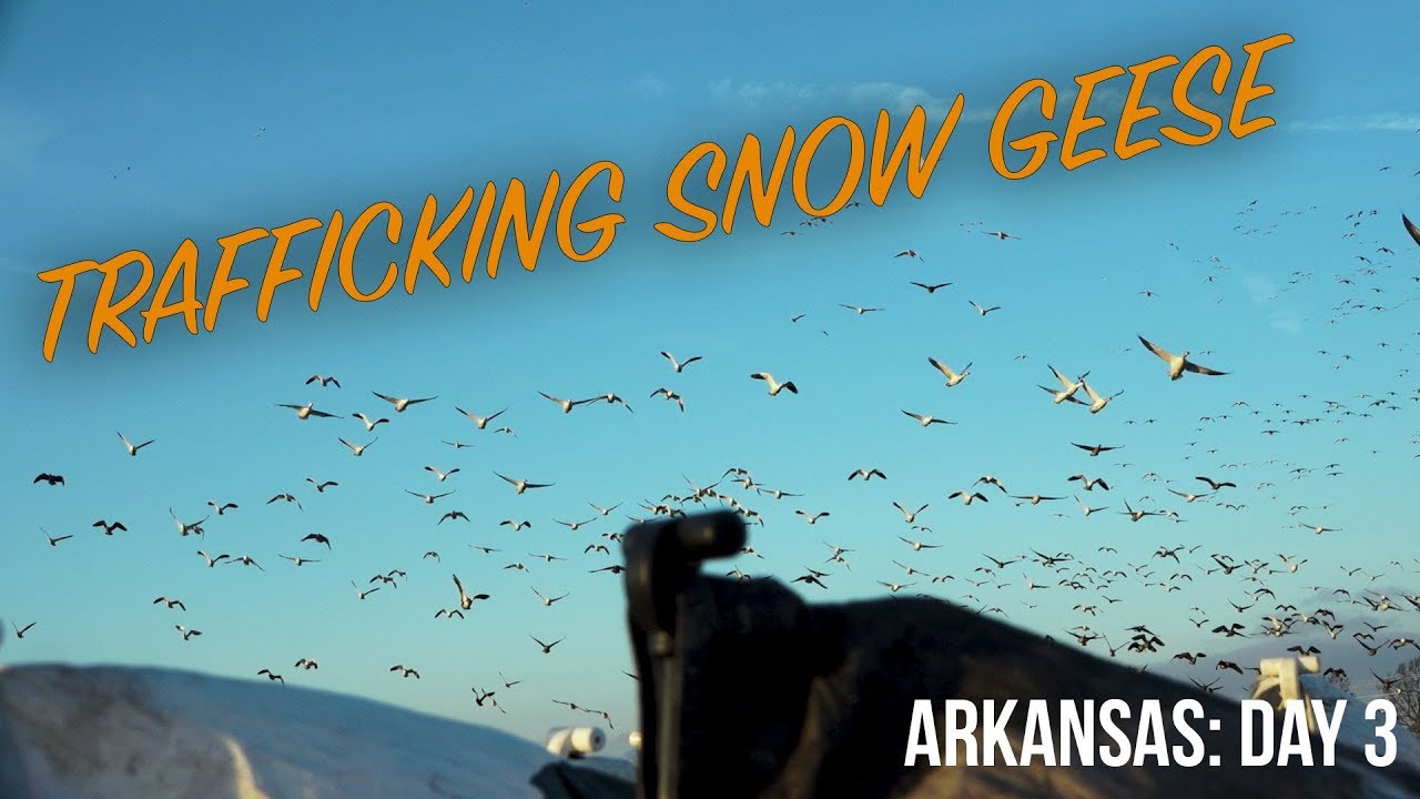 Arkansas Snow Goose Hunt__Day3: Trafficking Snow Geese - YouTube