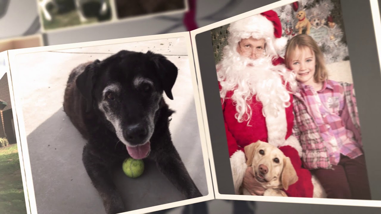 Welcome to Golden Gate Labrador Retriever Rescue - YouTube