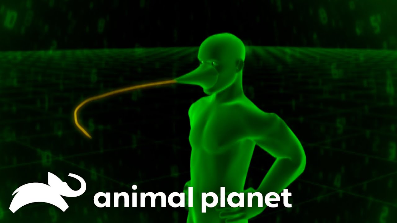 The Craziest Animals That Scoop To Survive | The Most Extreme | Animal ...