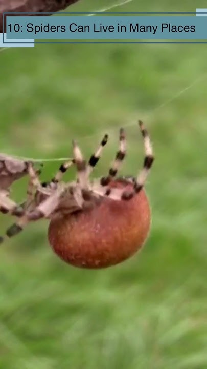 10 Fascinating Spider Facts for Kids Fun and Creepy-Crawly Facts About ...