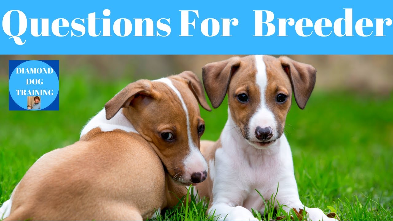 Questions To Ask A Dog Breeder Watch This Before Talking To Breeder questions-to-ask-a-dog-breeder-watch-this-before-talking-to-breeder