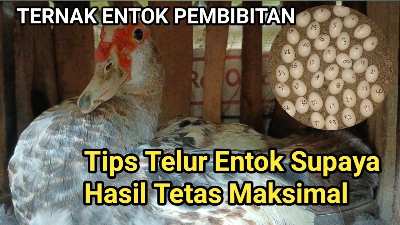TERNAK ENTOK SISTEM PEMBIBITAN || TIPS TELUR ENTOK SUPAYA HASIL TETAS ...