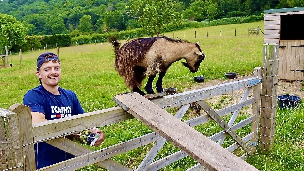 WE MADE AN OBSTACLE COURSE FOR OUR GOATS! - YouTube
