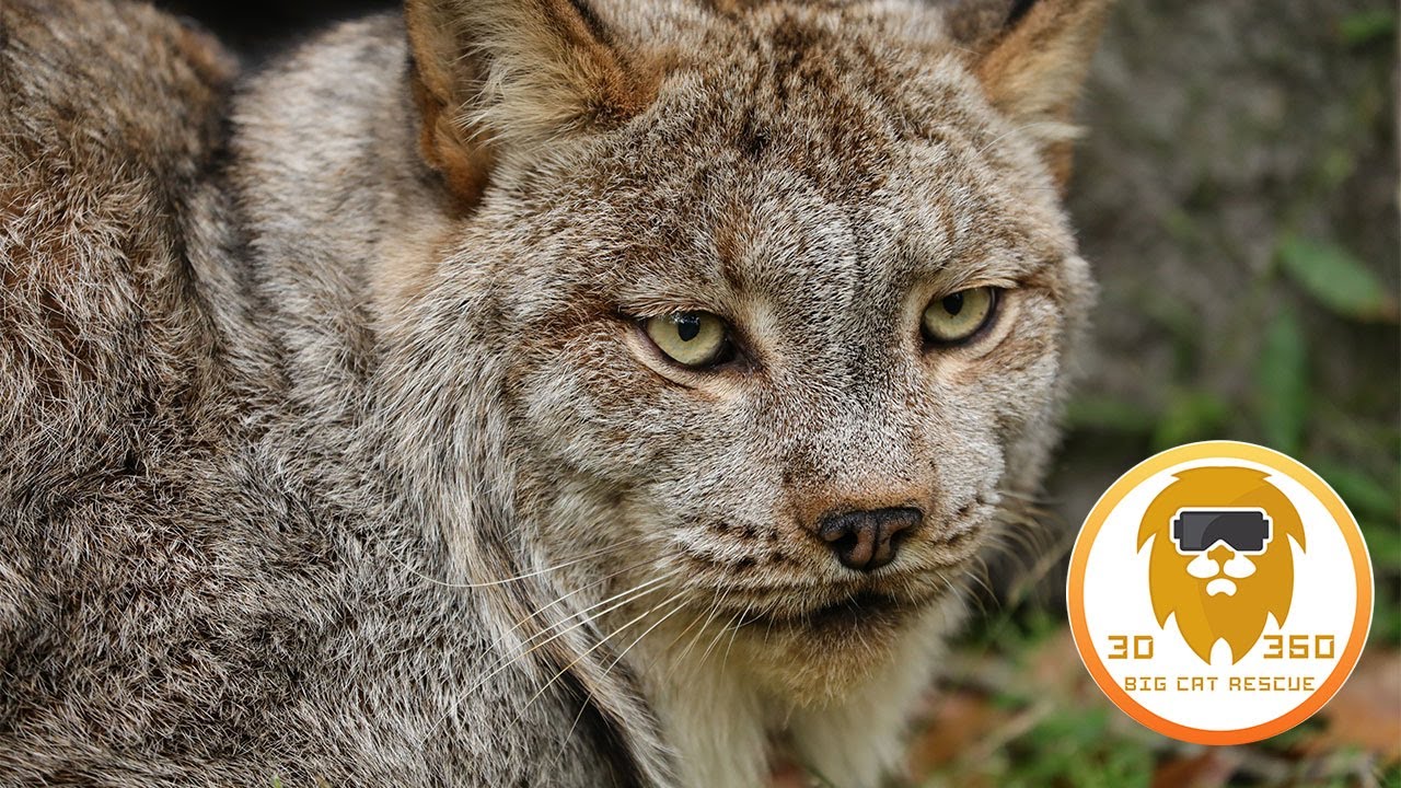 Elusive Canada Lynx in 3D 180VR! - YouTube