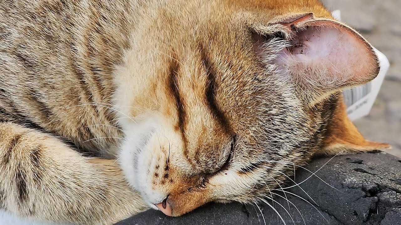 Cat's restless sleep - YouTube