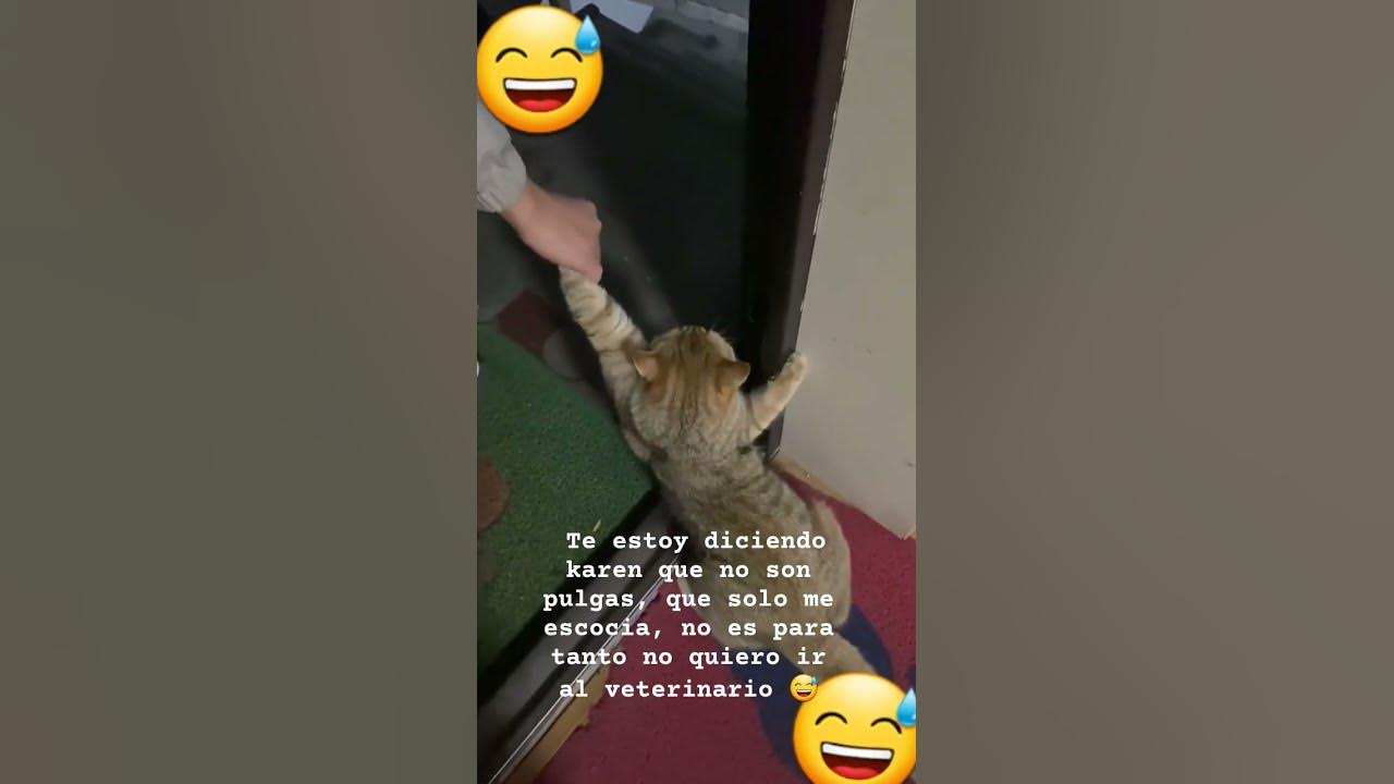 Karen No Es Piojo No Quiero Ir Al Veterinario Youtube