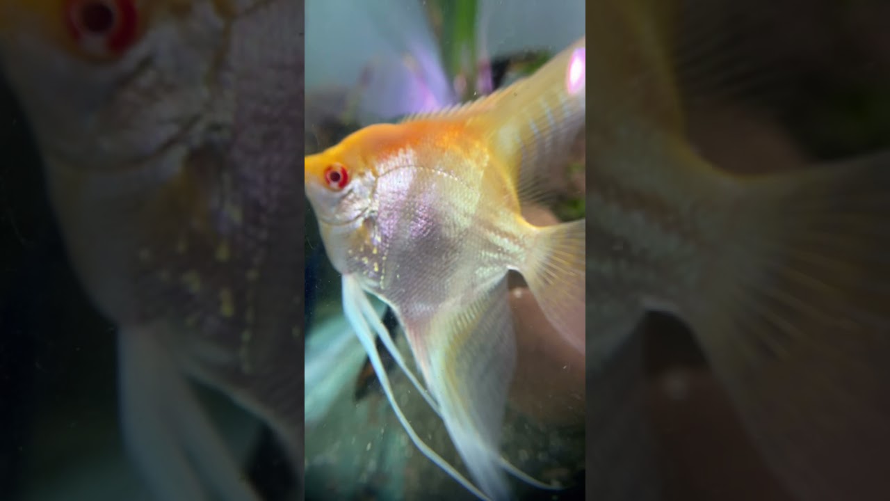 Albino Manacapuru Angels | Manacapuru Started Showing Some Reds - YouTube