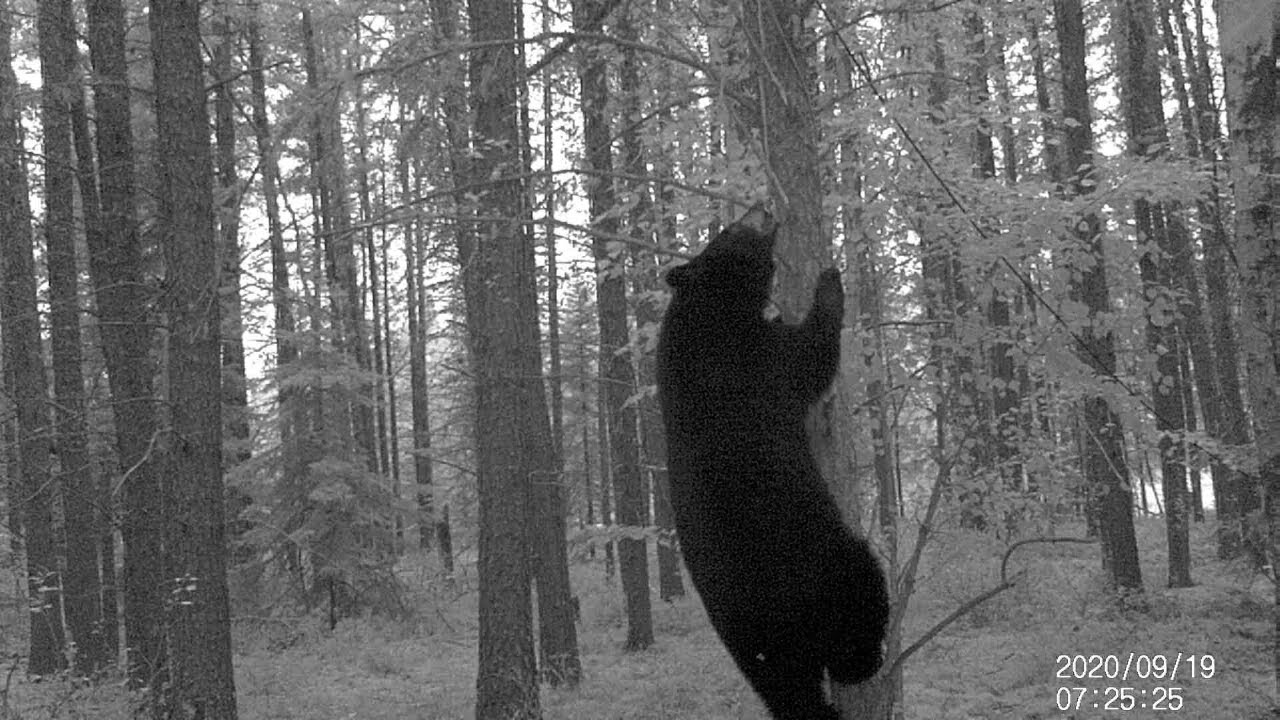 Bear vs Beaver Trail Cam - YouTube