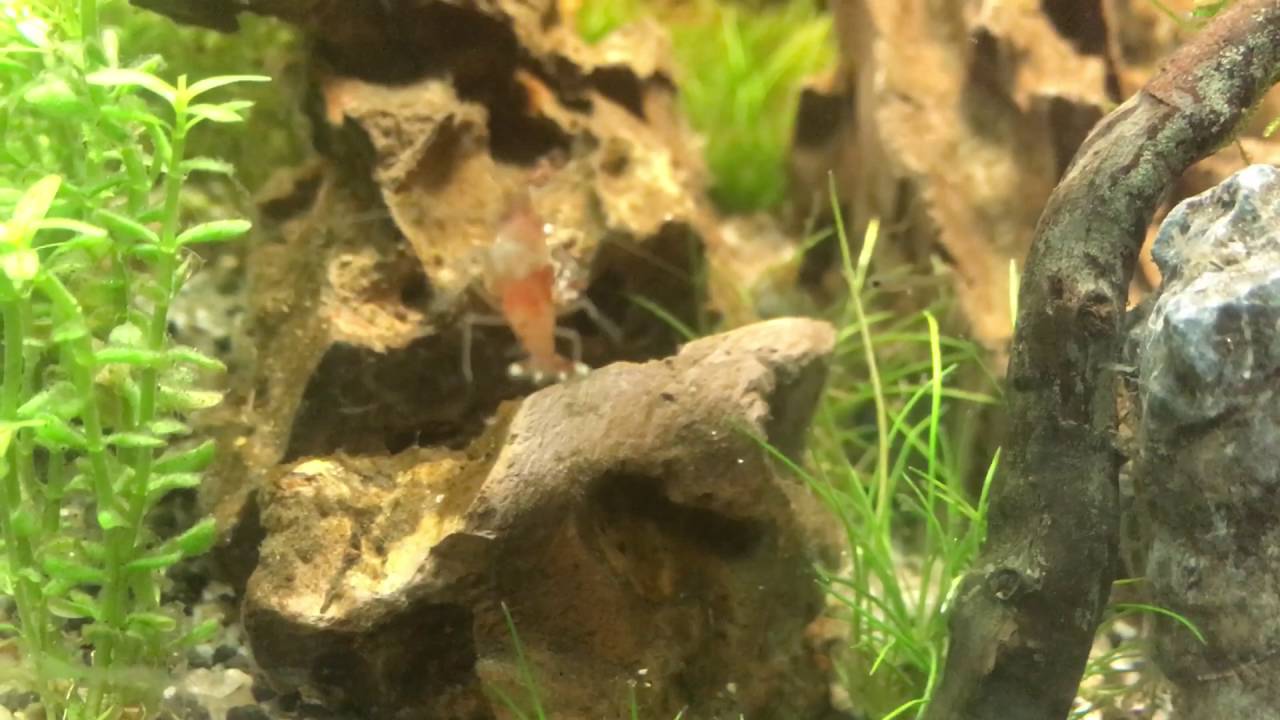 crystal red, blue velvet y alevines de guppy - YouTube