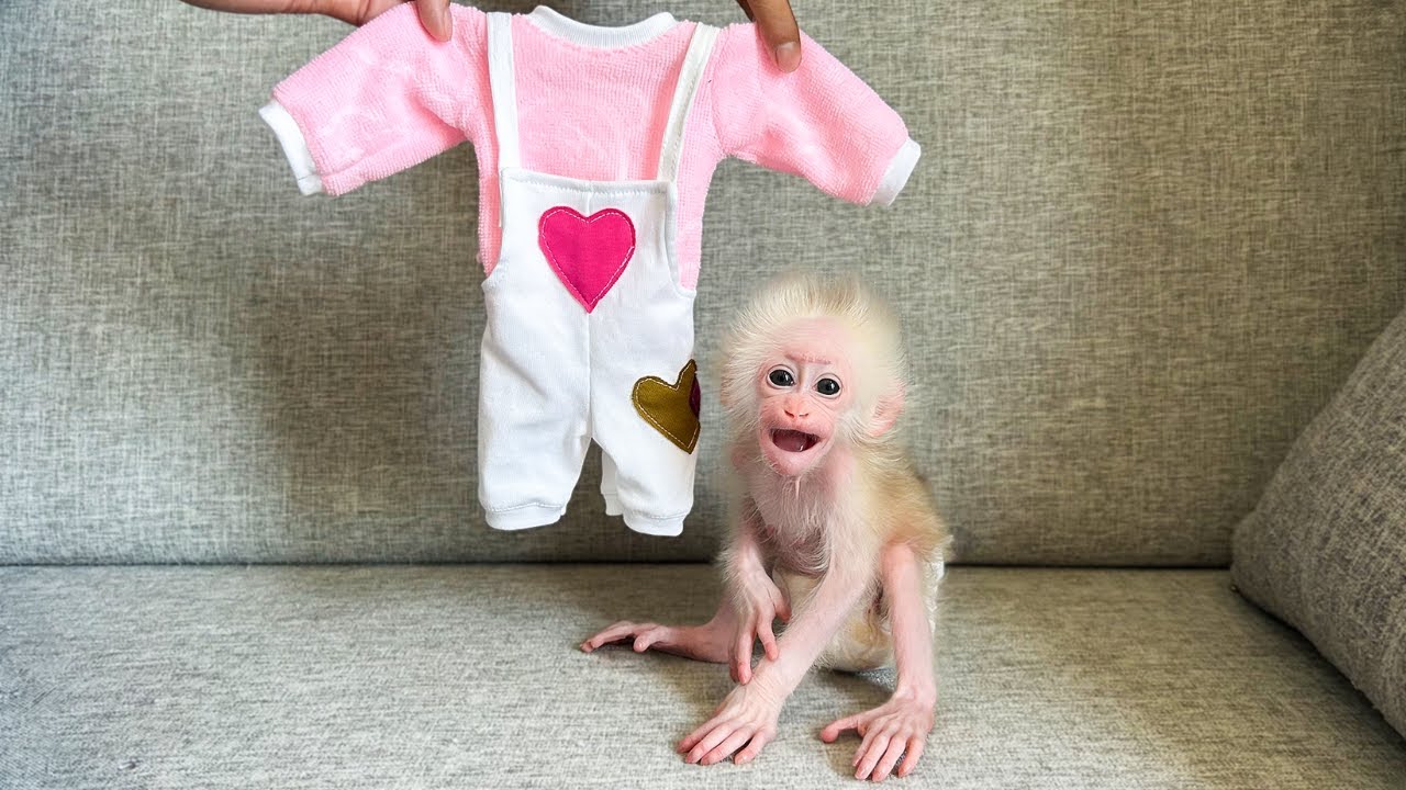 Dad gave Monkey Baby Molly a surprise gift - YouTube