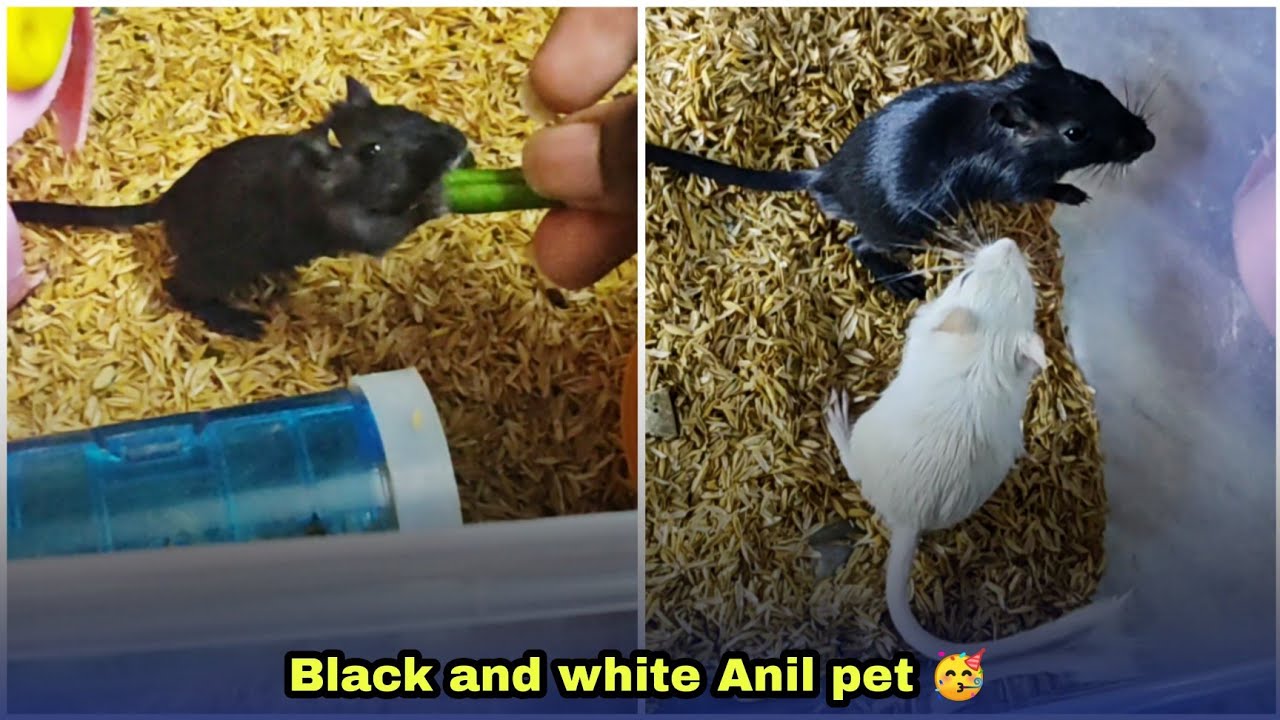Gerbil full guidance and review | Anil pet | exotic pet | தமிழ் - YouTube