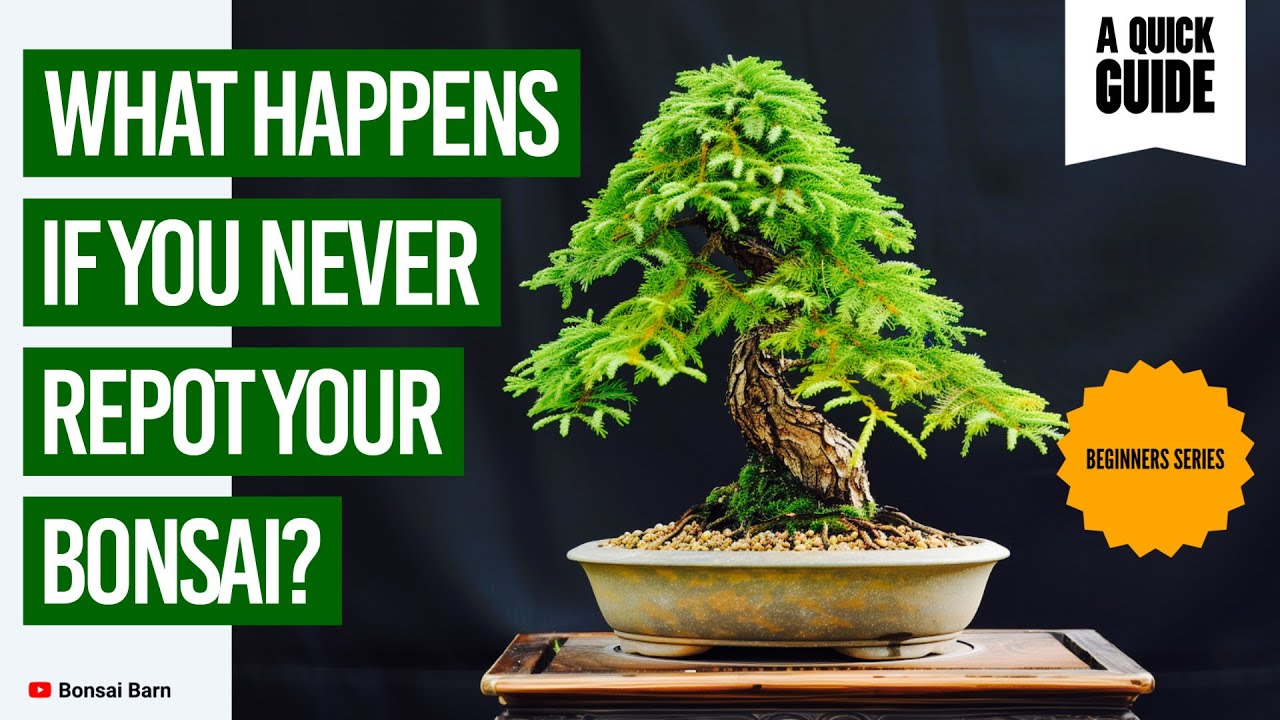 “What Happens If You NEVER Repot Your Bonsai? (Signs You Must Act Now ...
