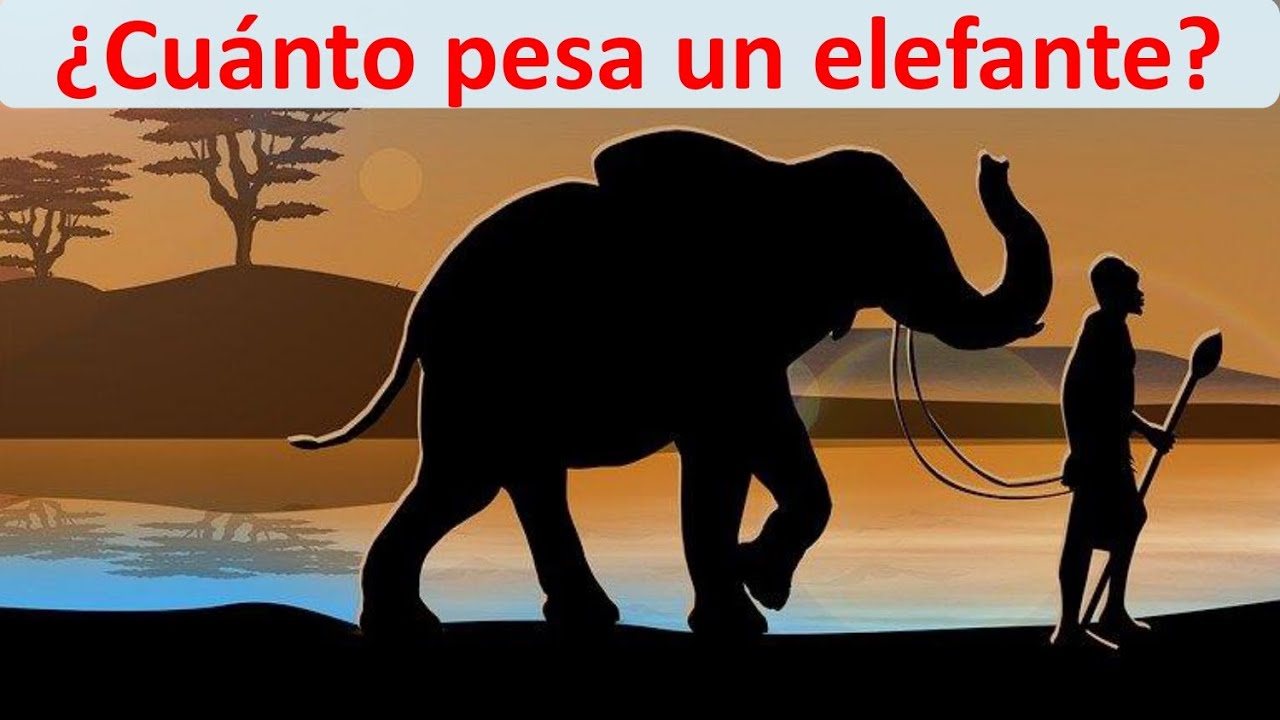 Cuánto pesa un elefante - YouTube