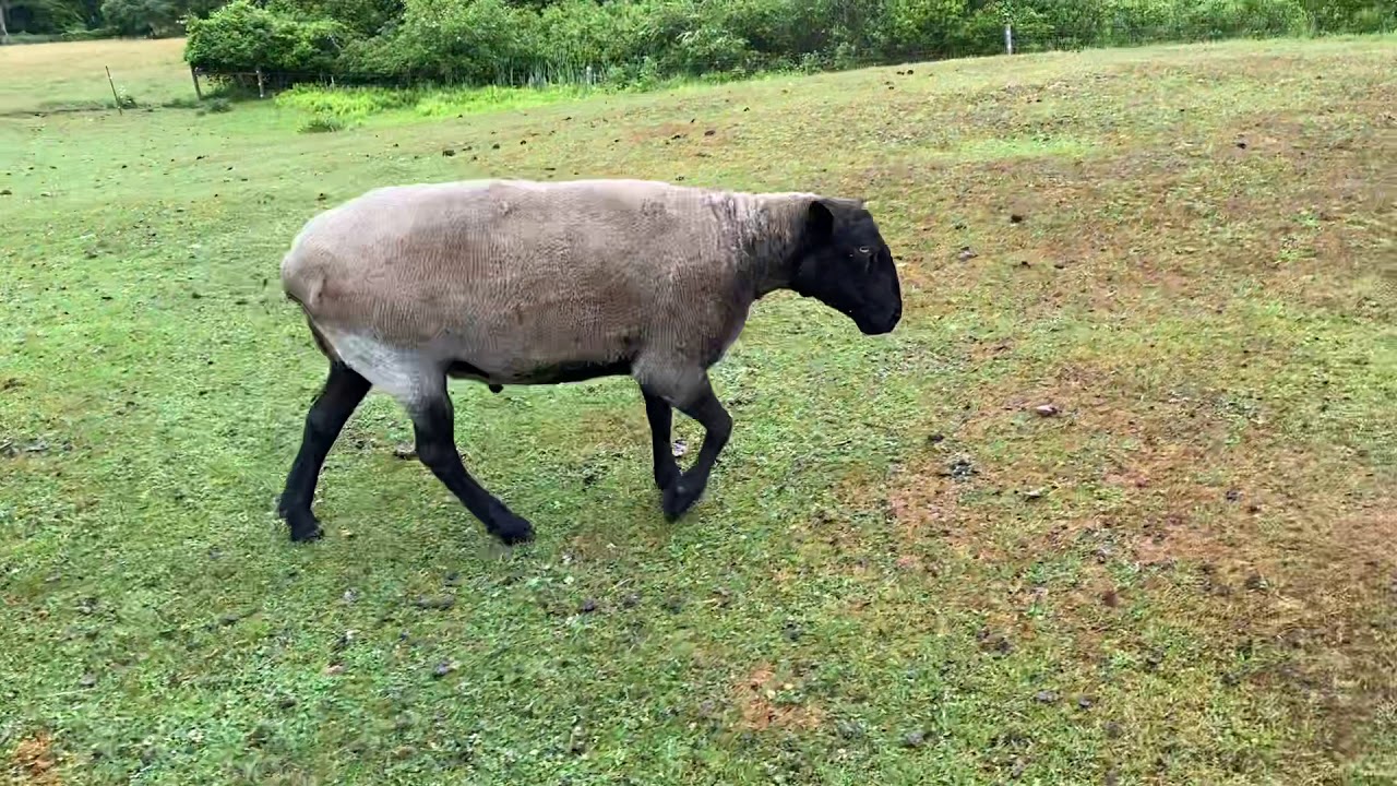 Donkeys and Sheep On The Move - YouTube