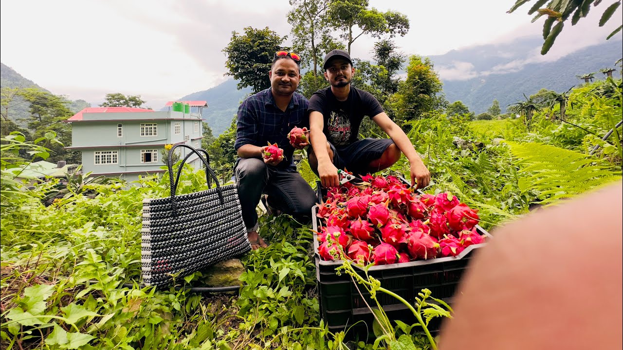 Sikkim largest Organic Dragon Fruit Farm # Cultivation of Dragon fruit ...