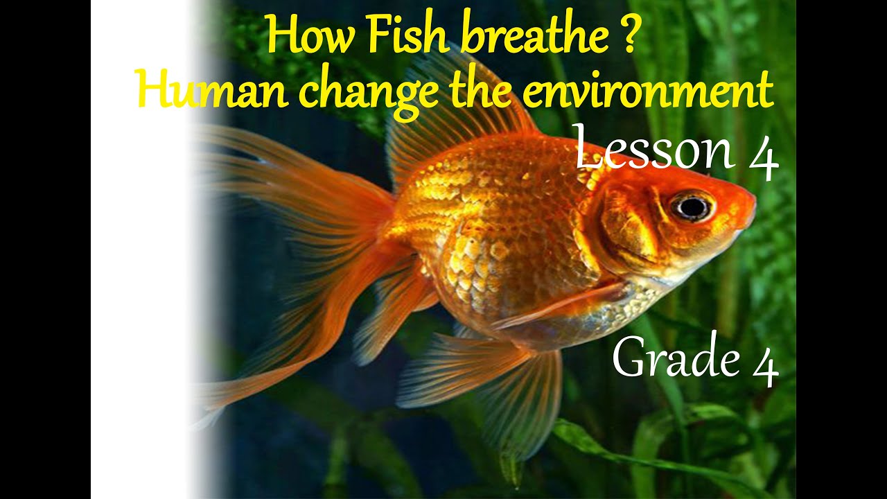 How fish breathe ? , Human change the environment , Concept 1 , Lesson ...