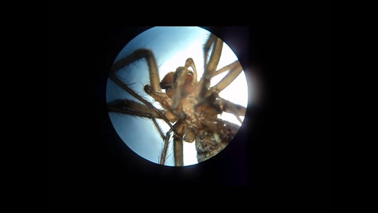 Frozen Spider coming back to Life - YouTube