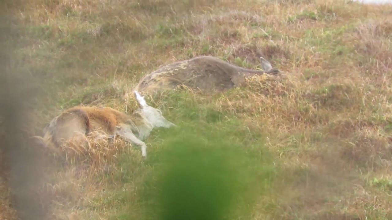 Hunting in the Scottish Highlands - Ultimate OE - YouTube