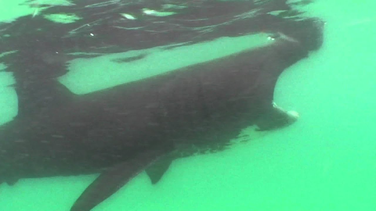 Juvenile Basking Shark - YouTube