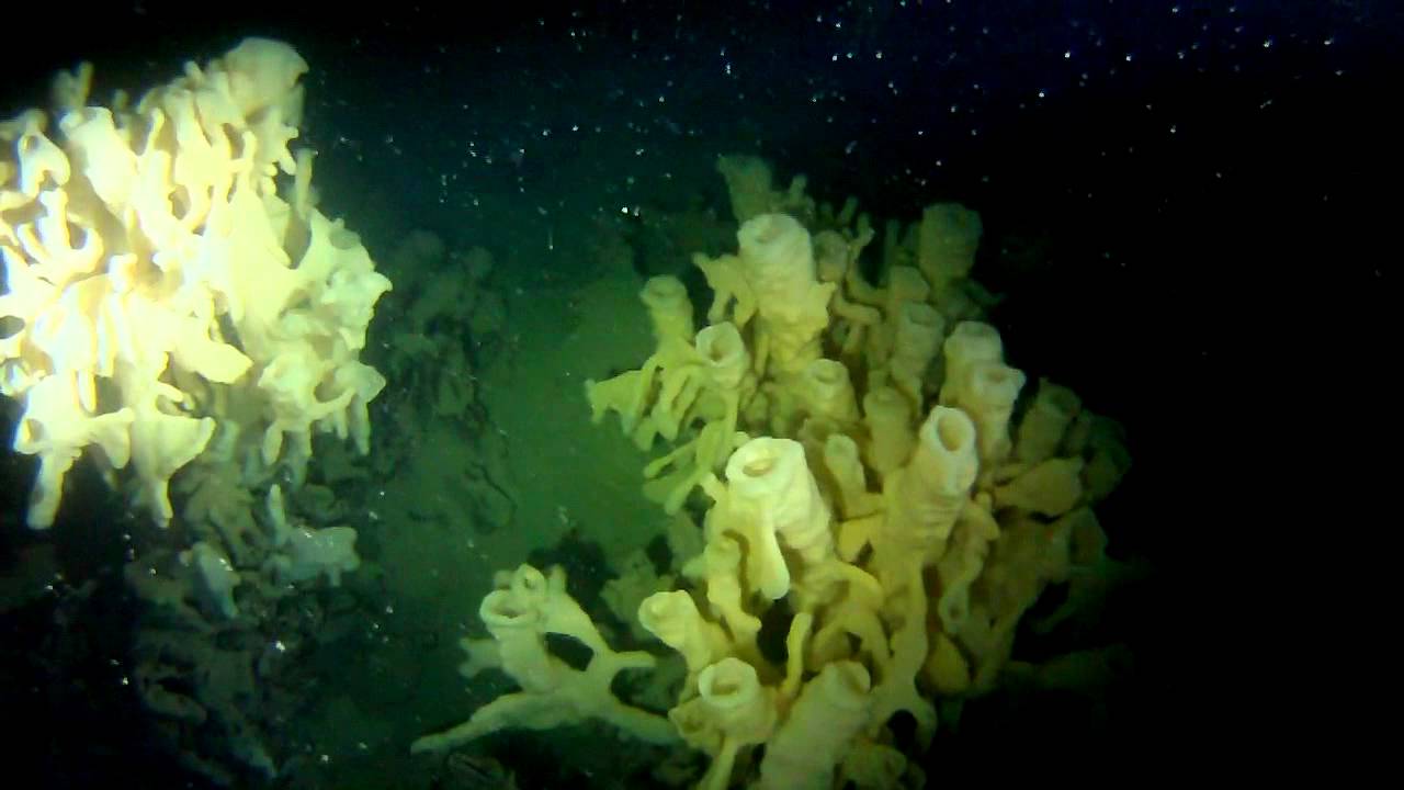 Glass Sponge Bioherm at Defence Island - YouTube