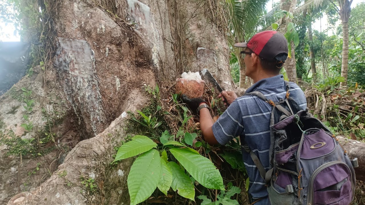 Puno Ng Pili Maraming Pakinabang Dagta Mahal Ang Kilo #kuyavalsantos ...