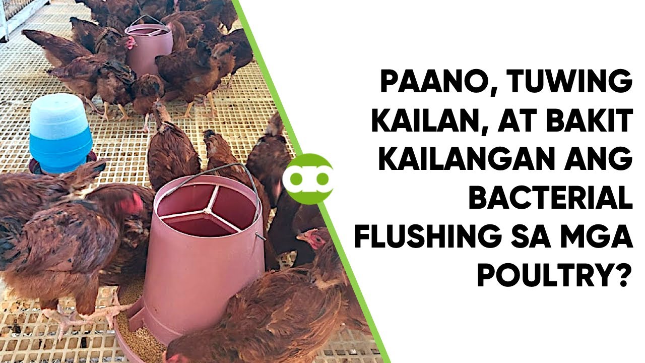 Paano, Tuwing Kailan, at Bakit Kailangan ang Bacterial Flushing sa mga ...