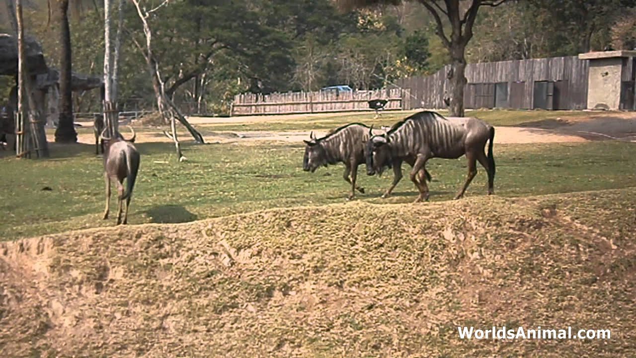 Blue Wildebeest | Zoo Blue Wildebeest | Blue Wildebeest Video ...