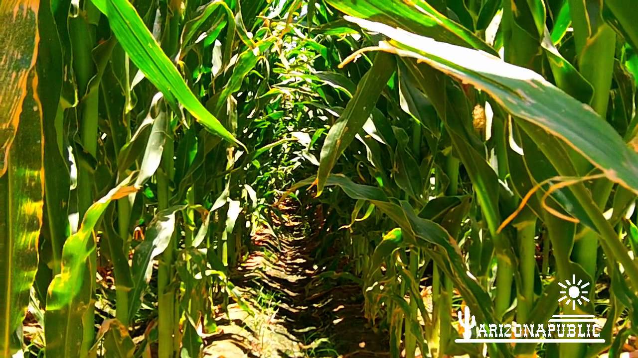 Amazing Arizona Desert Corn - YouTube