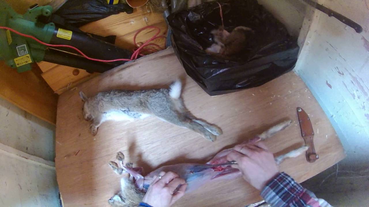 Skin gut feed rabbit to ferrets - YouTube