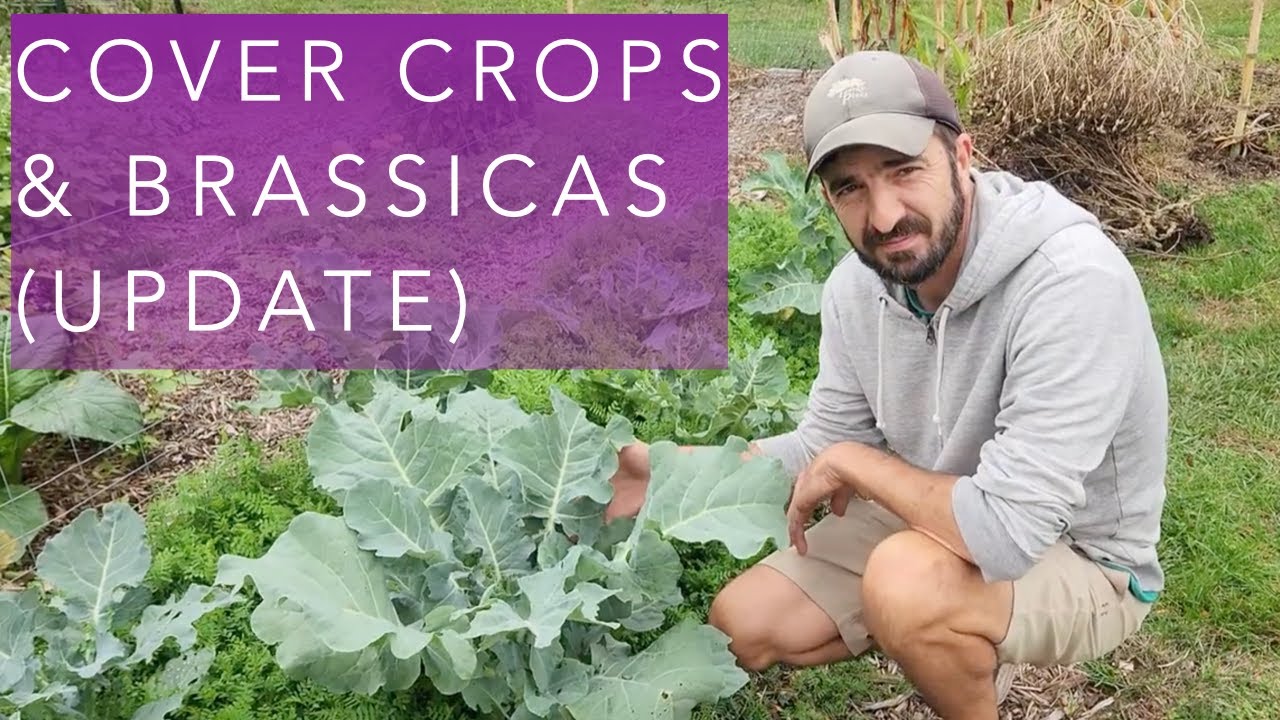 Winter Brassicas & Cover Crop (update) - YouTube