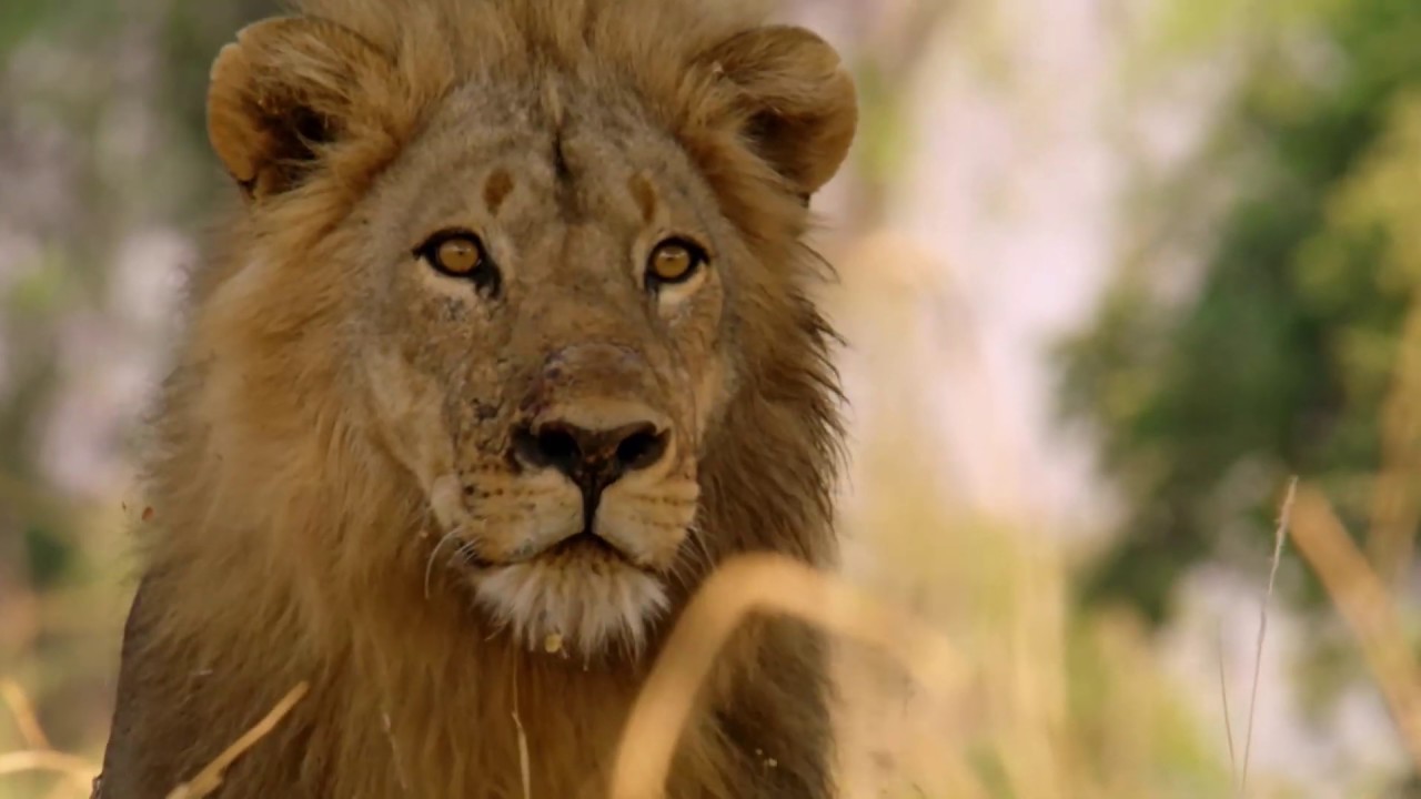 Animal Planet Relaunch Promo - YouTube