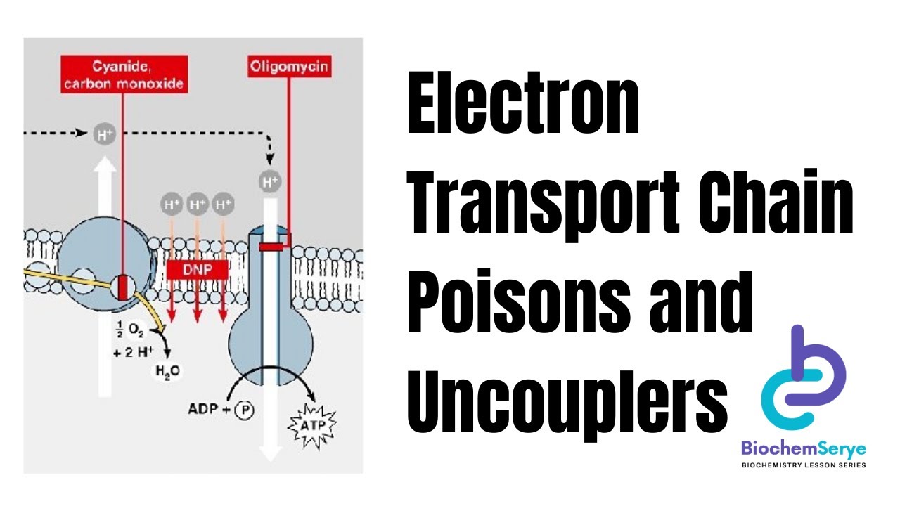 Electron Transport Chain Poisons and Uncouplers - Biochemistry - YouTube