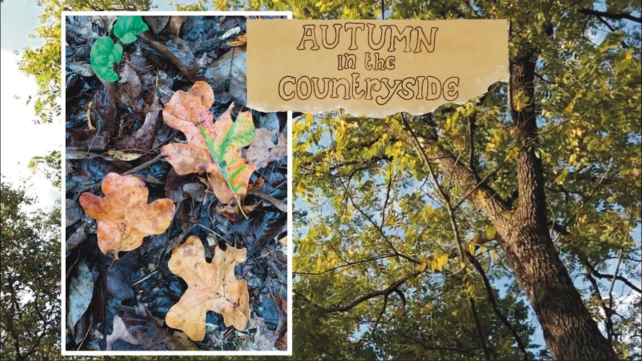 Autumn nature journaling | Vlog - YouTube