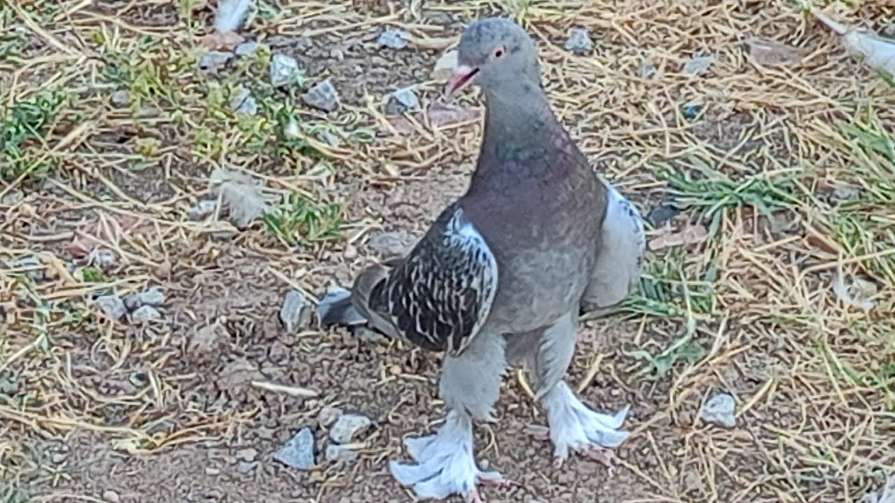 👍İYİ SEYİRLER👍 UÇUMA DEVAM👍 - YouTube