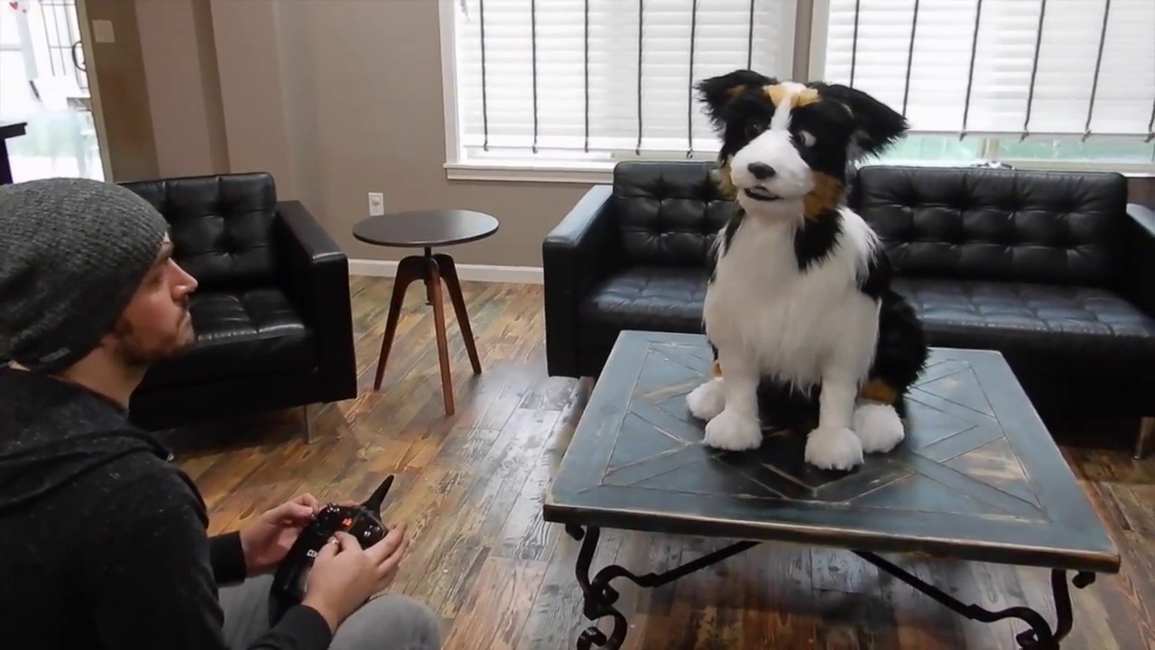Animatronic Australian Shepherd Dog Puppet - YouTube