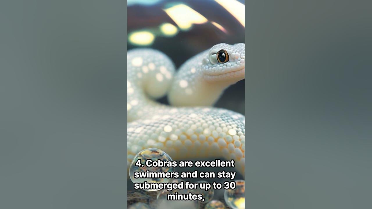 Cobras: Nature's Master Serpents - YouTube