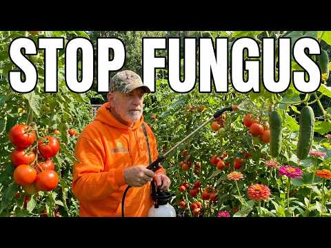 Organic Disease Control That Actually Works (Science vs. Myths)