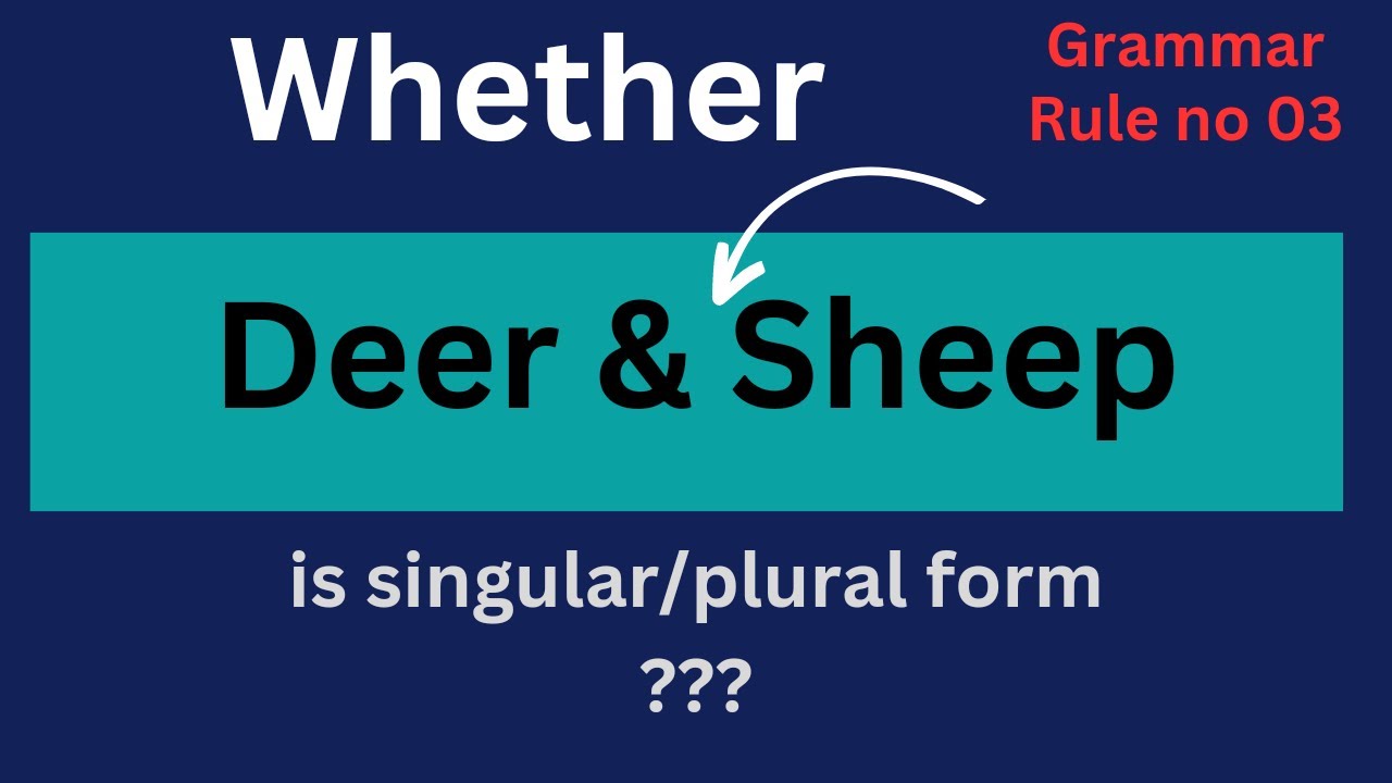 Singular And Plural Forms Of Deer And Sheep In English YouTube