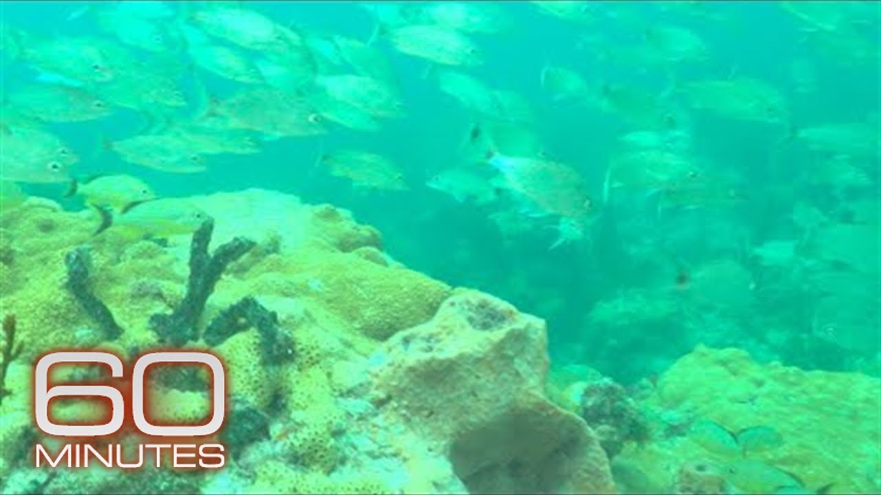 Rescuing the Reefs | Sunday on 60 Minutes - YouTube