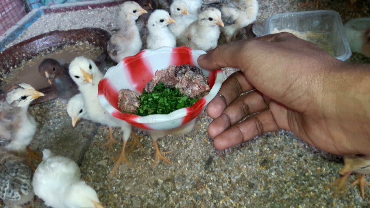 Baby Chicks Favourite Food || BEST Chicken Feed || Baby Chicks Food ...