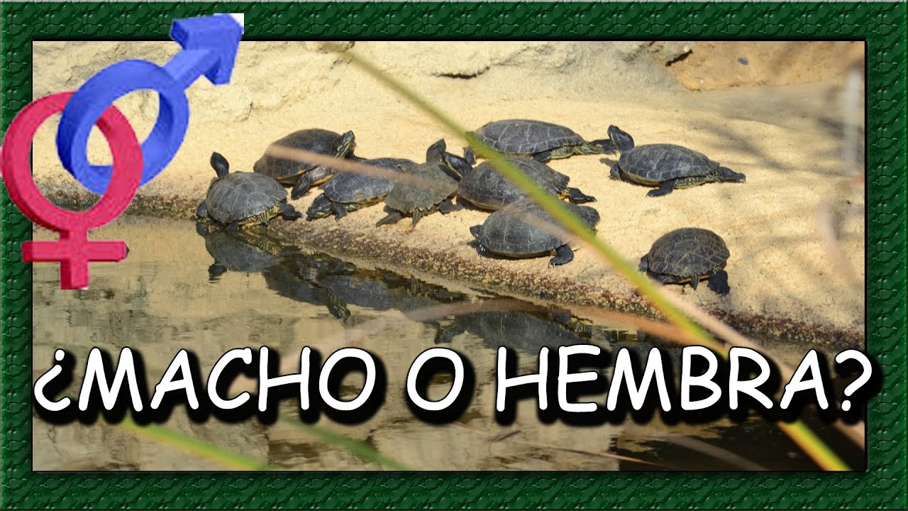 Como diferenciar si la tortuga es hembra o macho en tortugas de agua ...