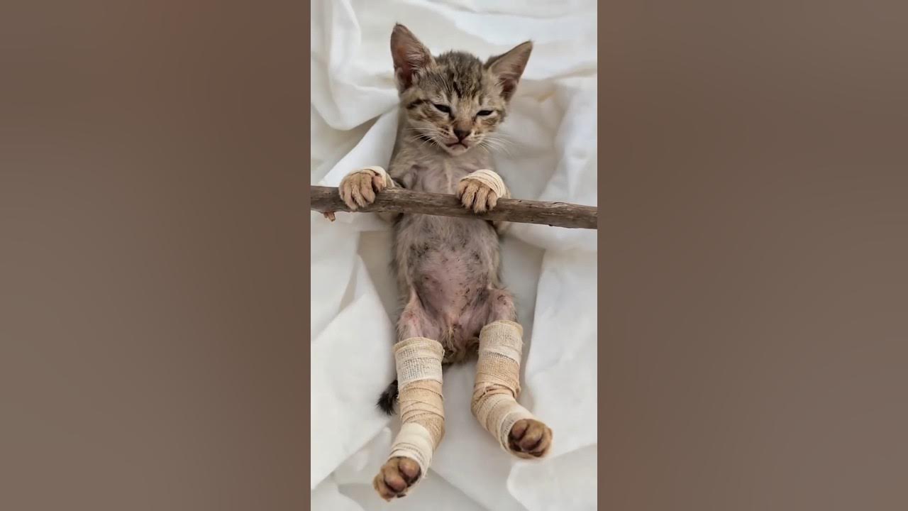 Injured Kitten’s Healing Journey After Being Bandaged and Rested Safely for Two Weeks - YouTube