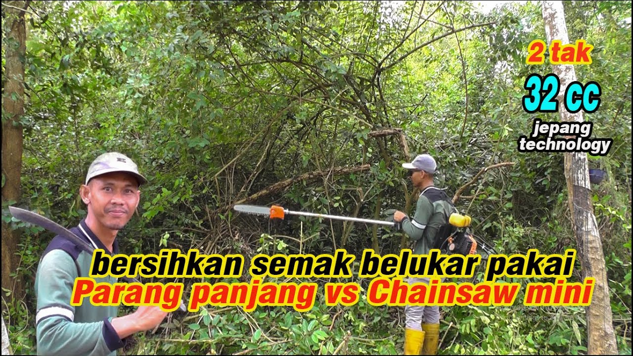 potong kayu pakai chainsaw mini dan parang panjang di pinggir kebun ...