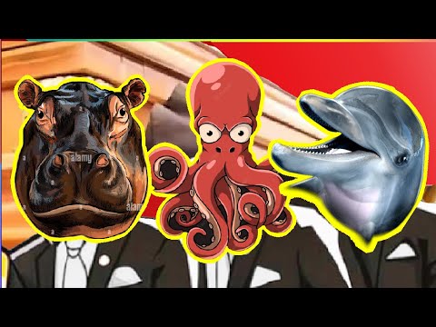 Hippo Vs Octopus Vs Dolphin - Coffin Dance Meme Cover - YouTube