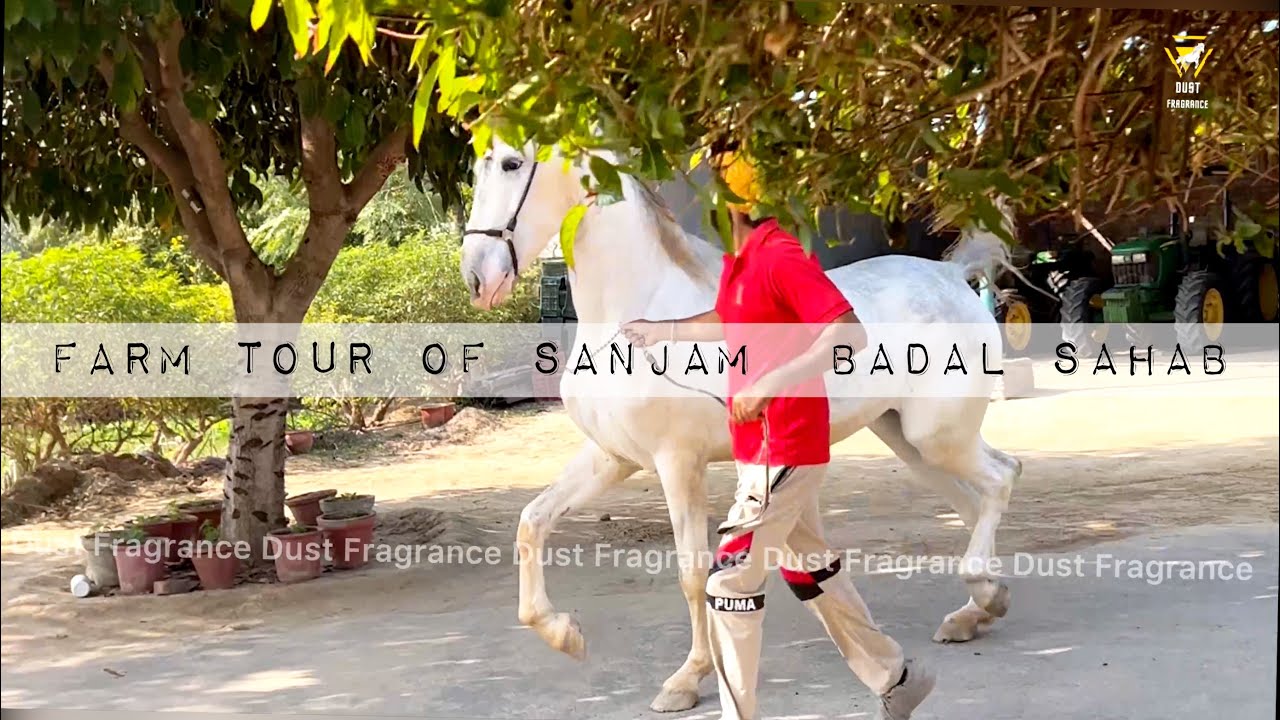 A farm Tour at Sanjam Badal Sahab Arabian Walk of Marwadi Horse - YouTube
