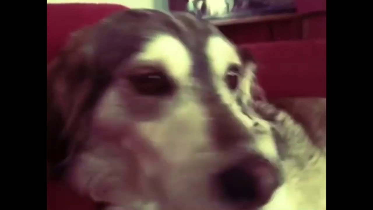 Auto tune dog - YouTube
