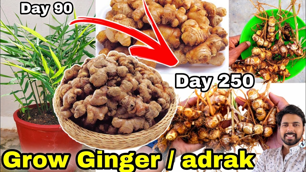 7 secrets how to grow Ginger at home - YouTube